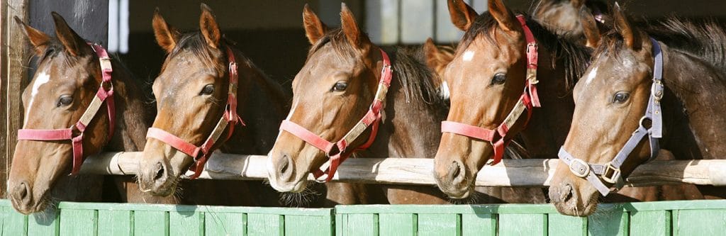 Certificate in Horse Breeding | Careers Collectiv