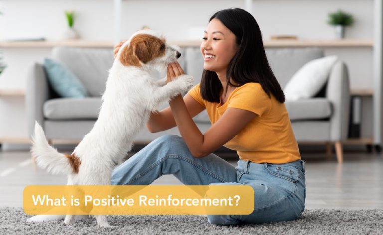 Reinforcement in Animal Training | Careers Collectiv
