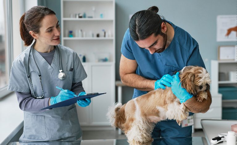 Everything You Need To Know about Vet Assistant Course