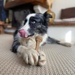 Are Benebones Safe for Dogs? What to Do If They Swallow It