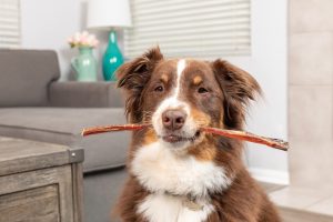 Are Benebones Safe for Dogs? What to Do If They Swallow It