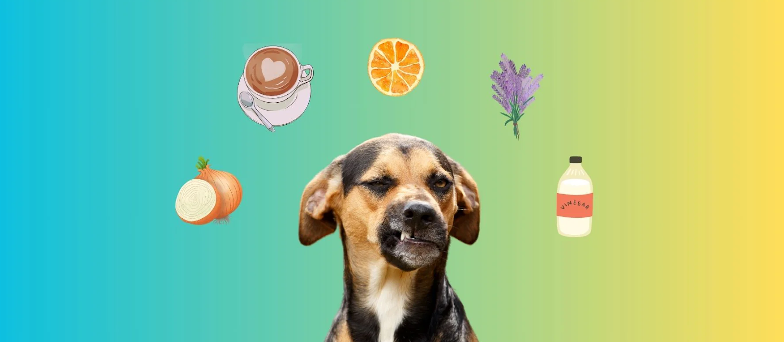 What Smells Do Dogs Hate? Avoid These at Home